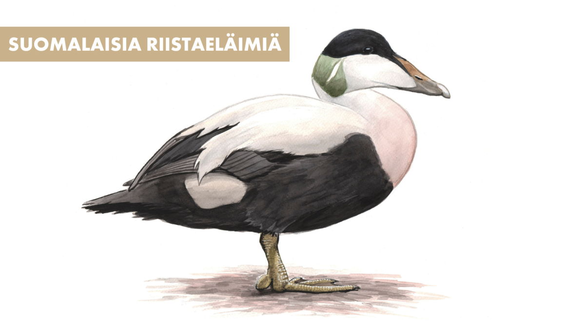 Suomalaisia riistaeläimiä: Haahka